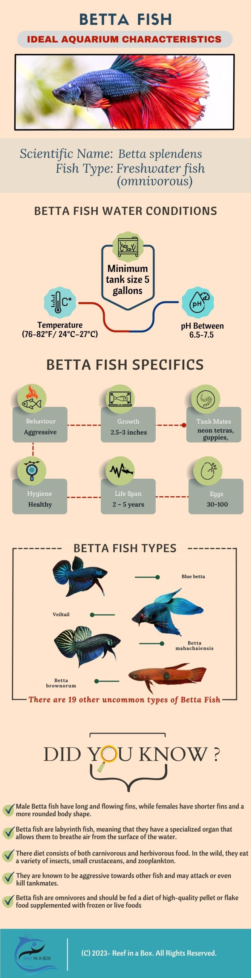 Interesting Facts About Betta Fish | REEF