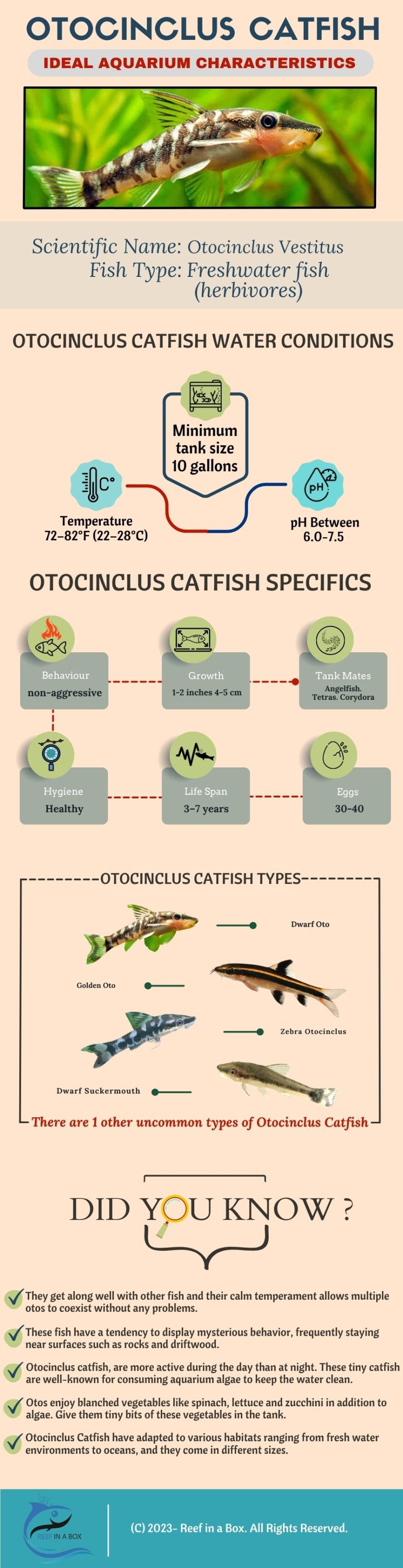 Interesting Facts About Otocinclus Catfish With Infographic
